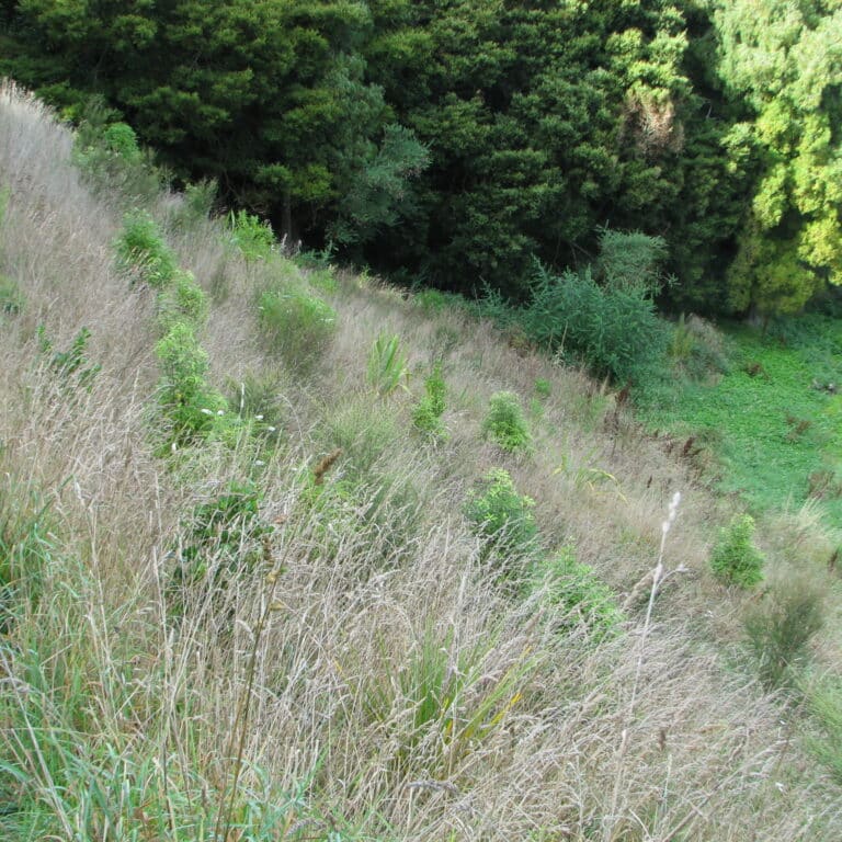 Restoration and retreat at Kopua Monastery - A Rocha Aotearoa New Zealand